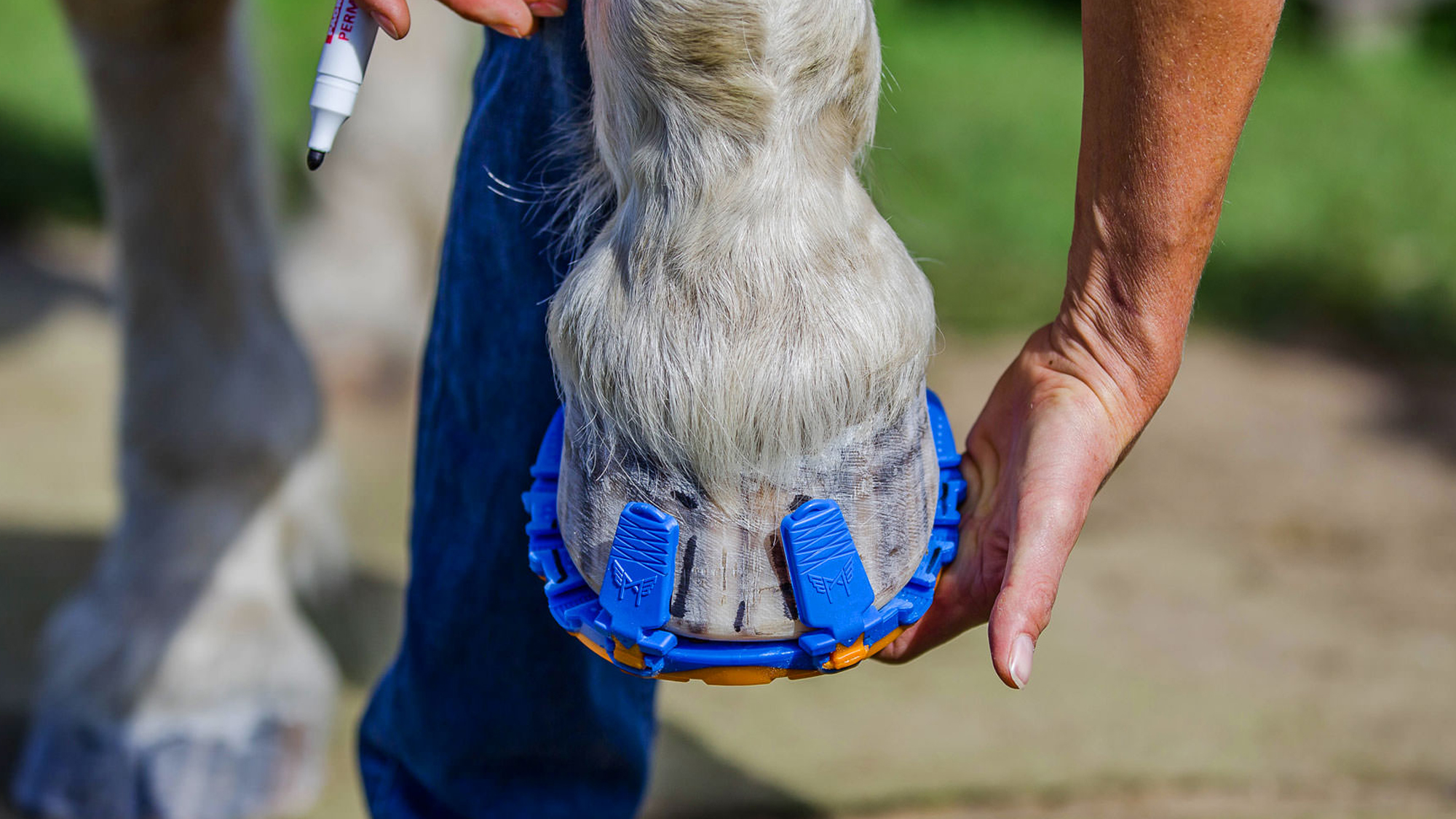 Megasus Horserunners: Gibt es nach der Insolvenz eine Chance für die ...