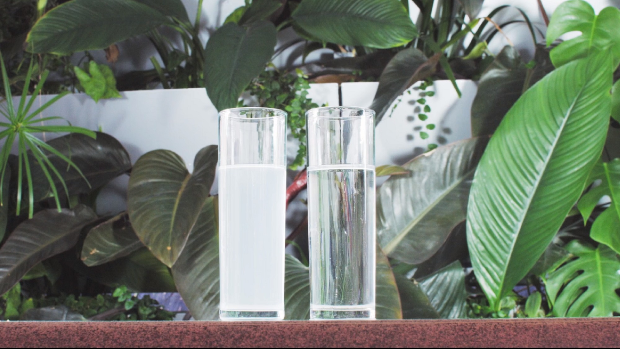 vertECO: Wiener Pflanzen-Kläranlage für zu Hause