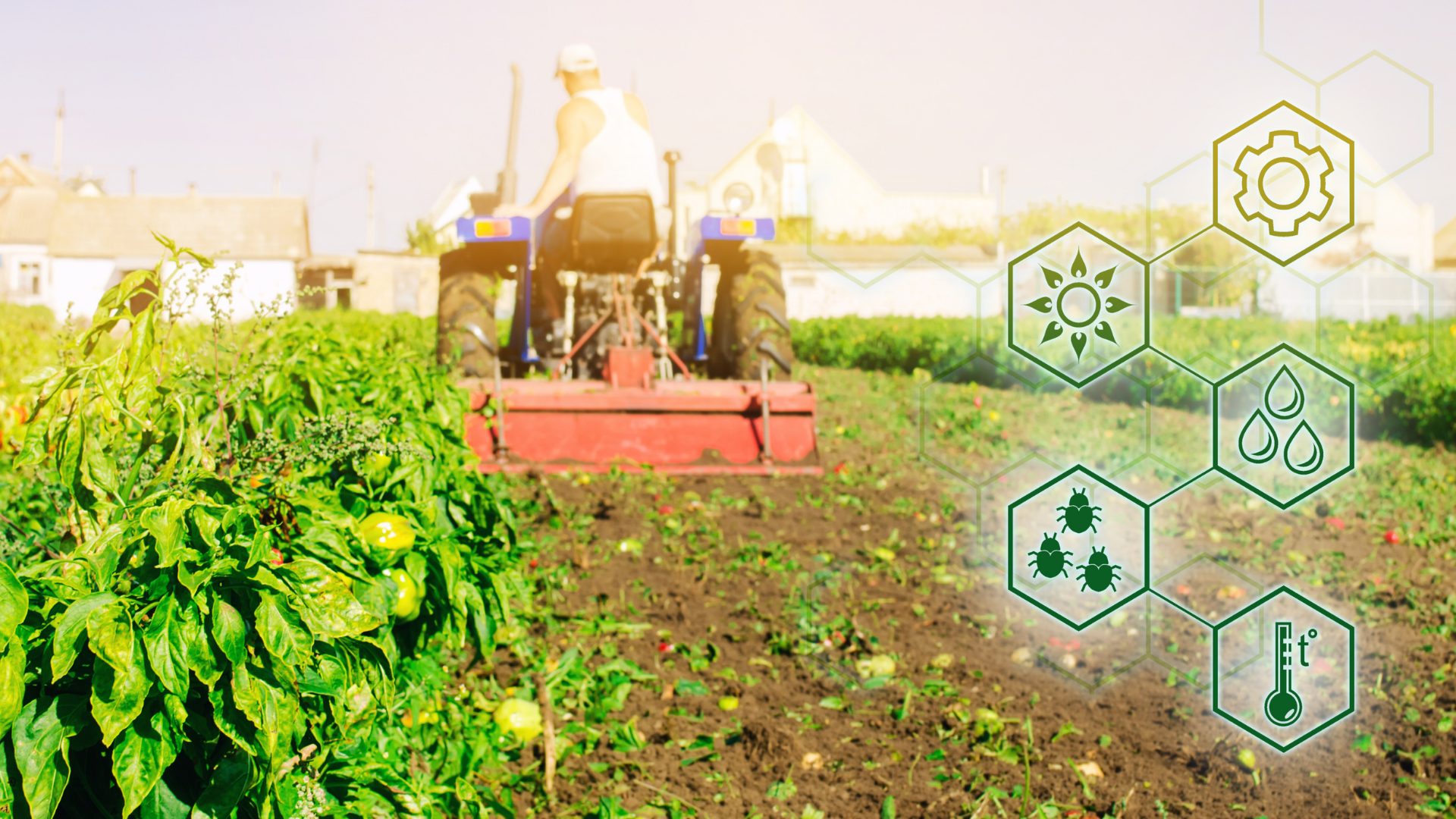 Agro-Innovation in Greece: Digitising Open Field Vegetables - A ...