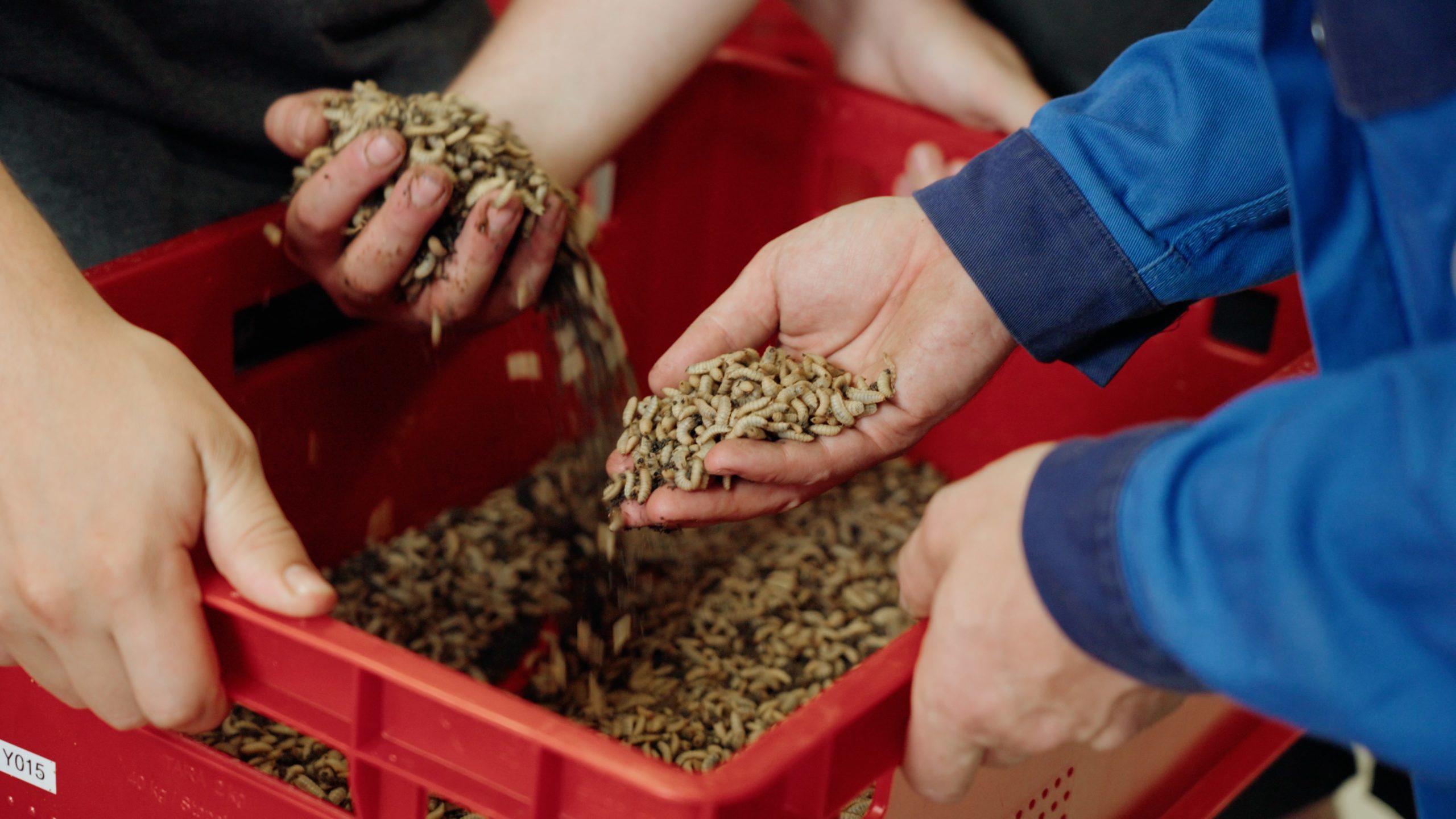 Insektianer: Welser Startup will groß in die Insektenzucht einsteigen